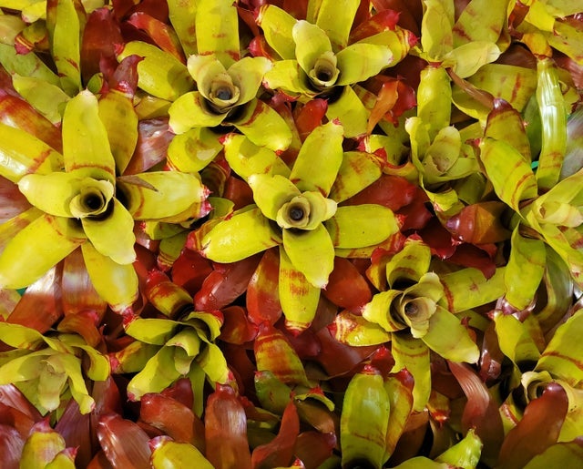 Bonita Bromeliads Specialty Plant Nursery