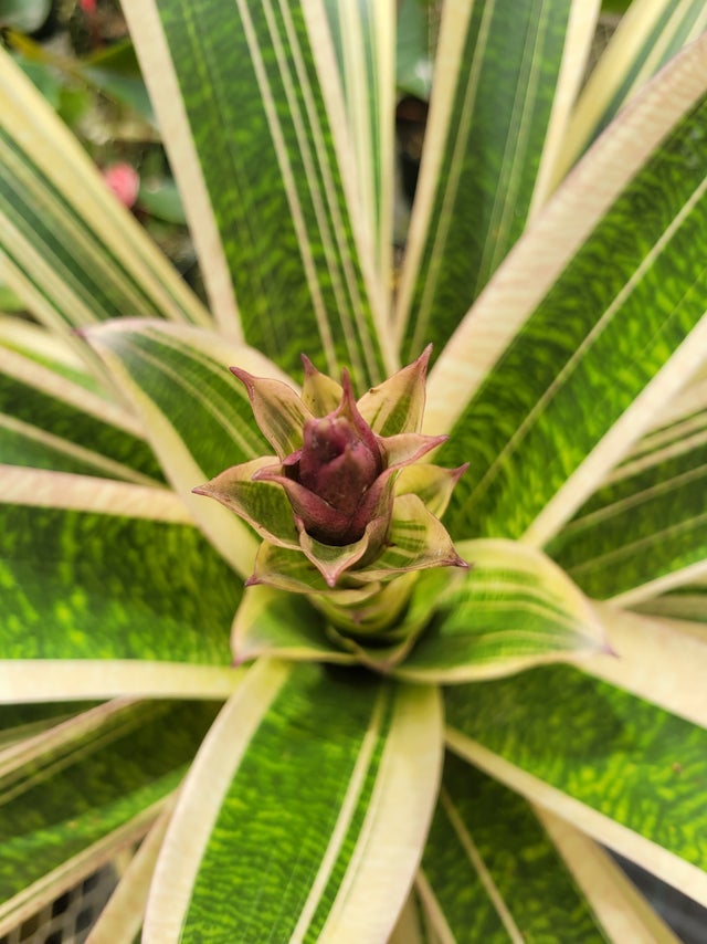 Bonita Bromeliads Specialty Plant Nursery